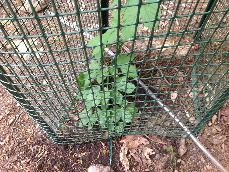 Homemade Drip Irrigation System American Homebrewers Association homemade-drip-irrigation-system-american-homebrewers-association