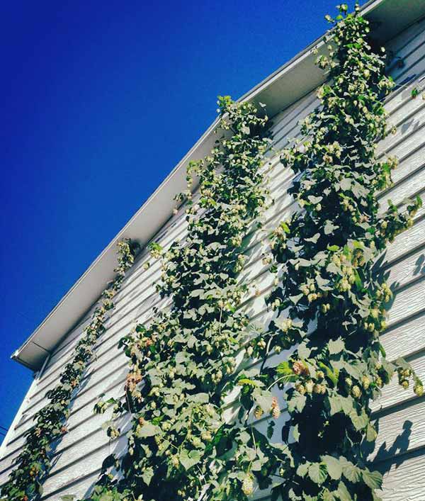 How to Grow Hops At Home - American Homebrewers Association